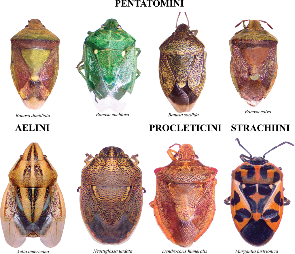 Hemiptera Pentatomidae Stink Bugs (Pentatomidae) Of NZ » Manaaki